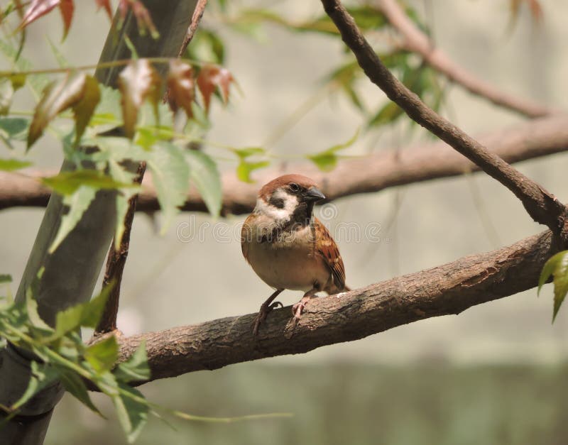 Gauraiya Bird Photos - Free & Royalty-Free Stock Photos from Dreamstime Gauraiya Bird Photos - Free & Royalty-Free Stock Photos from Dreamstime
