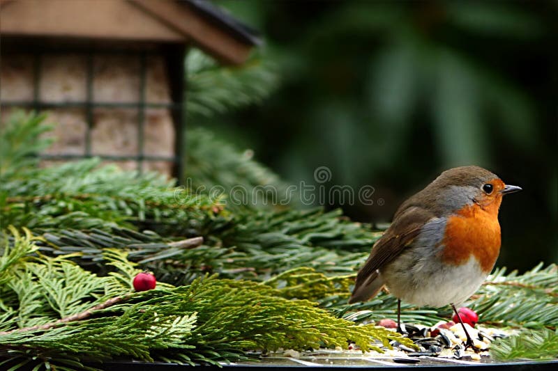 Bird, European Robin, Beak, Branch Picture. Image: 114227119