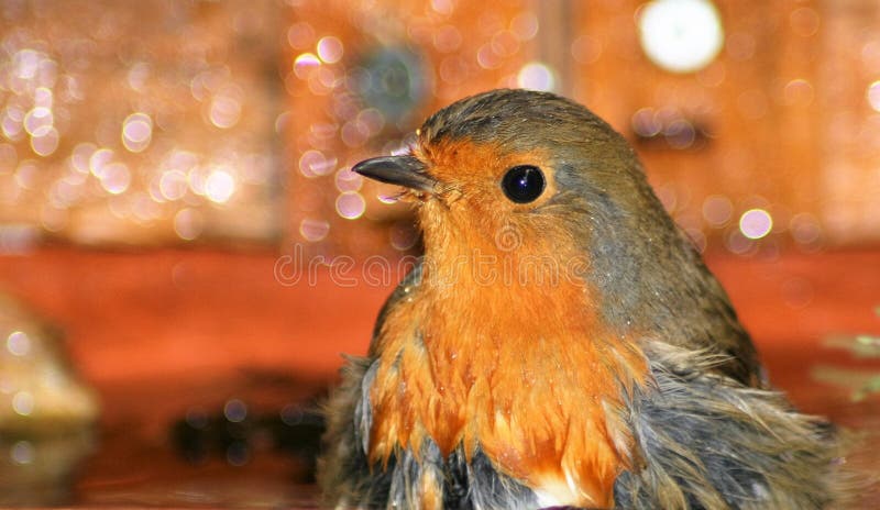 Bird, European Robin, Beak, Fauna Picture. Image: 112046262
