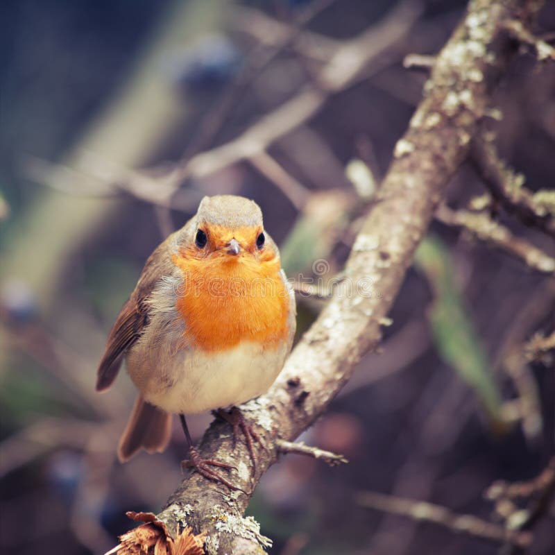 Bird European Robin stock image. Image of bird, posing - 40584345