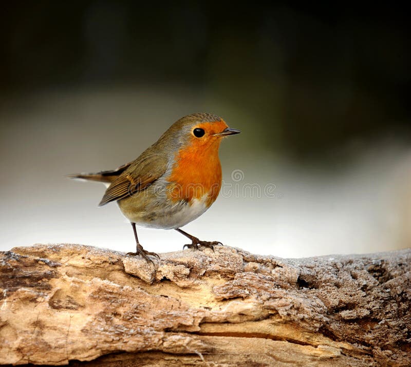 Bird, European Robin, Fauna, Beak Picture. Image: 114712216