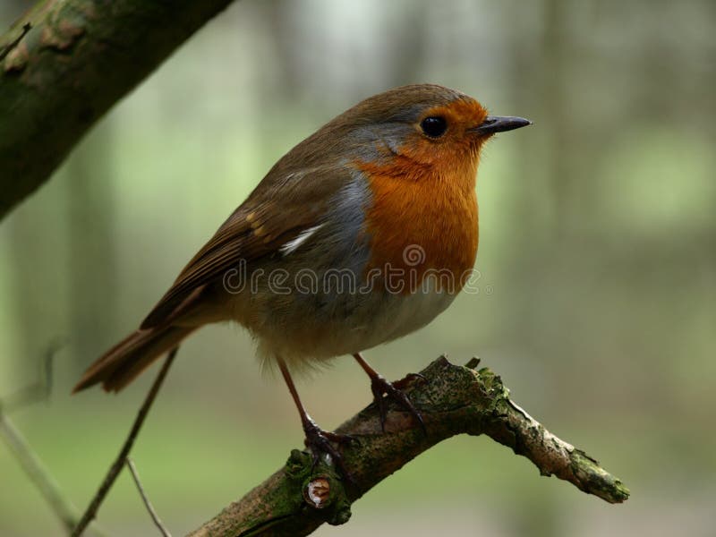 Bird, European Robin, Fauna, Beak Picture. Image: 132861807