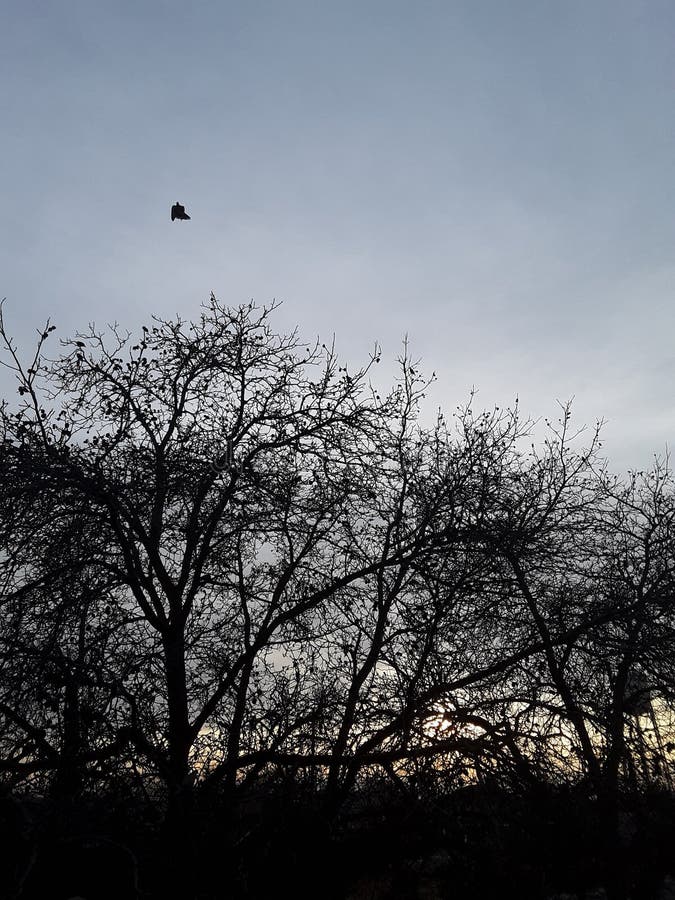 Evening Skies stock image. Image of sunset, orange, yellow - 92328871