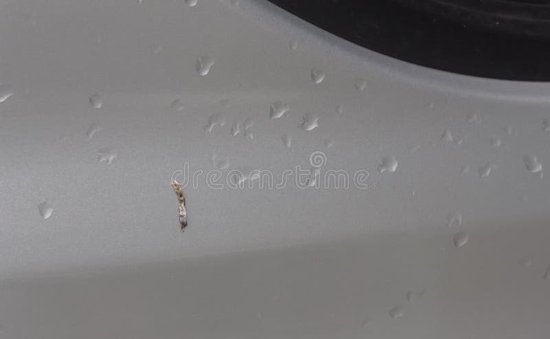 Bird excrement stock image. Image of outdoors, nature - 89171669