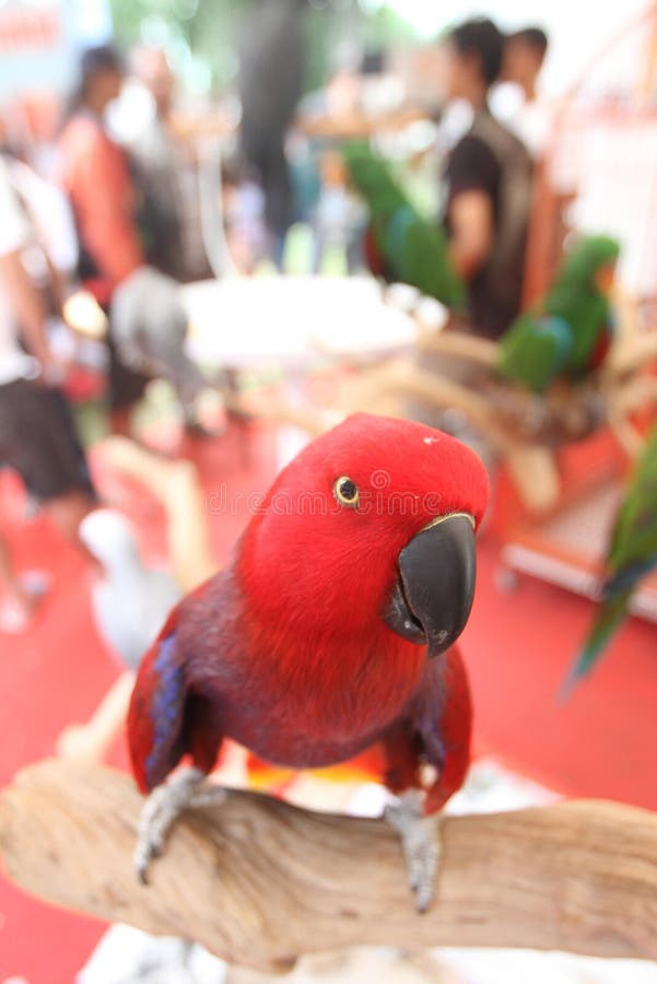 Bird exhibition editorial stock photo. Image of feed - 36289458