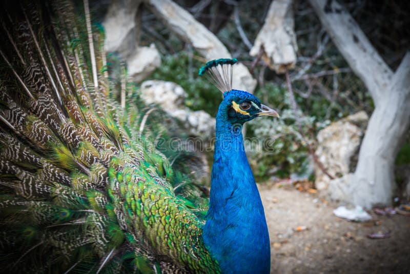 Bird exotic stock image. Image of young, dancers, macho - 83396549
