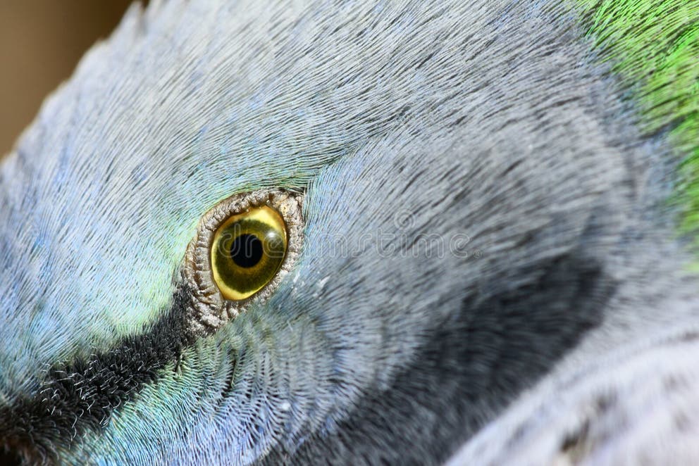 Bird eye stock image. Image of pupil, black, parrot, popinjay - 17316511