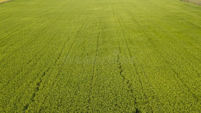 Bird Eye View from Drone of Golden Rice Field Stock Image - Image of ...