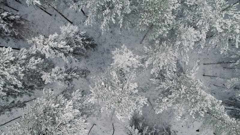 Bird Eye View Over Snowy Forest Row Trees on Icy Ground in the Winter ...