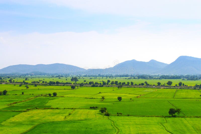 Bird Eye View of Paddy Field Stock Image - Image of asian, agricultural ...