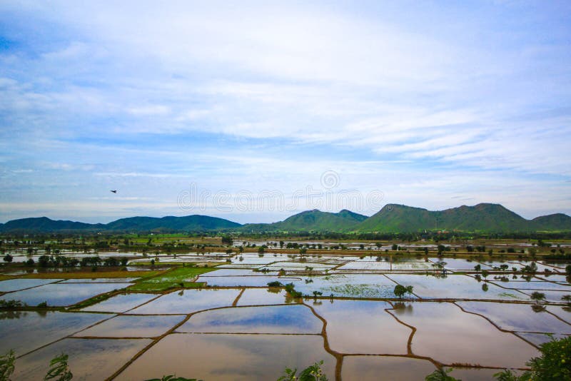 548 Bird Eye View Paddy Field Stock Photos - Free & Royalty-Free Stock ...