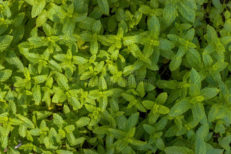 Dense Patch of Healthy Mint Leaves Stock Photo - Image of healthy ...