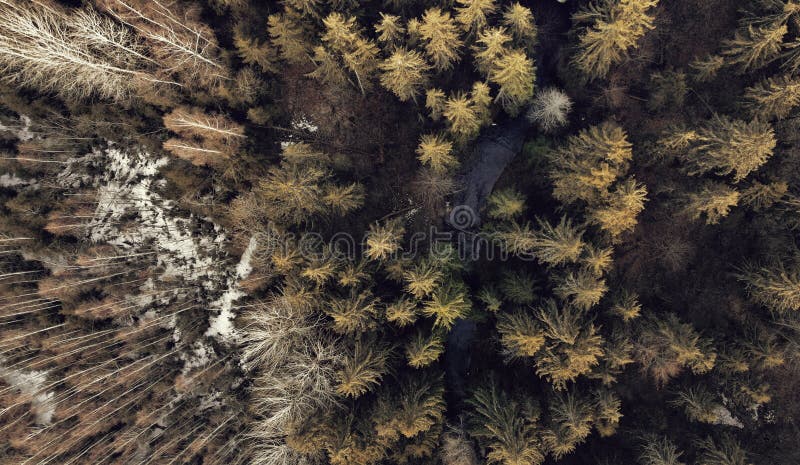 Bird Eye View of the Winter Snow Covered Forest and River. Pine Trees ...