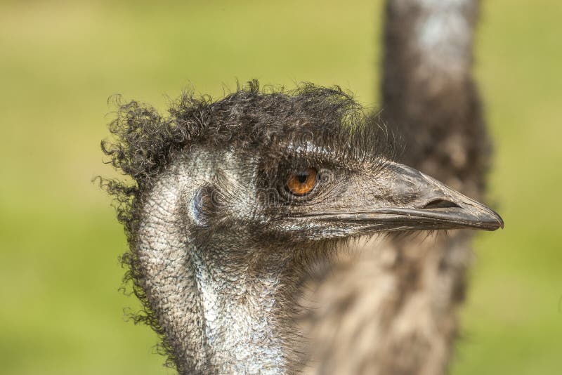 Bird face stock image. Image of graceful, ecology, desert - 88132673