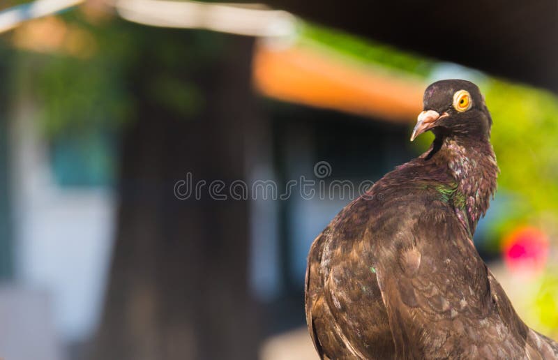 Bird Face on the Right Side Stock Photo - Image of wildlife, postcard ...