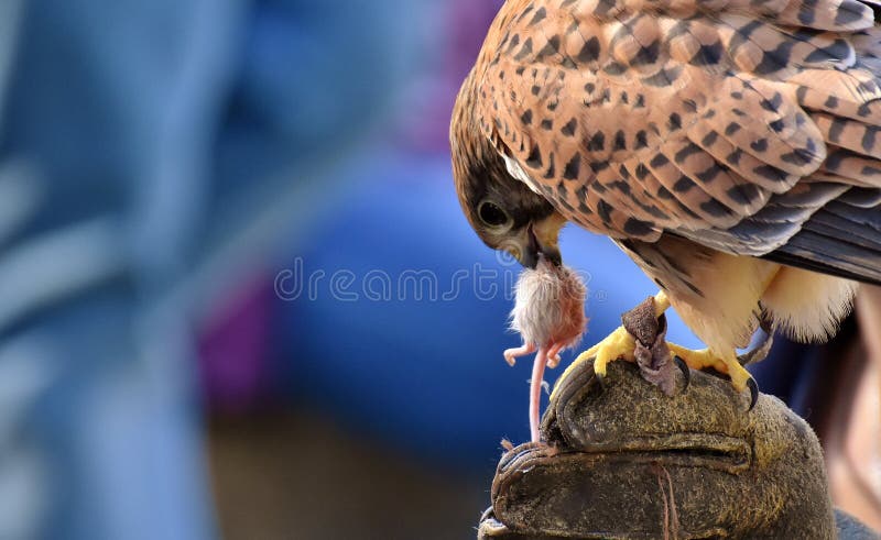 Bird, Falcon, Beak, Hawk Picture. Image: 102635089