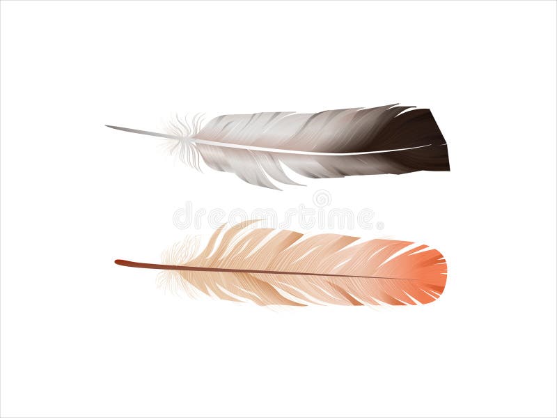 Bird Falling Feather Isolated on White Background Vector Stock Vector ...