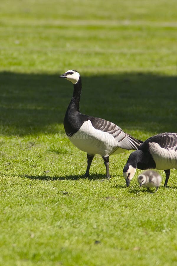 Bird family stock image. Image of stockholm, birdfamily - 143051