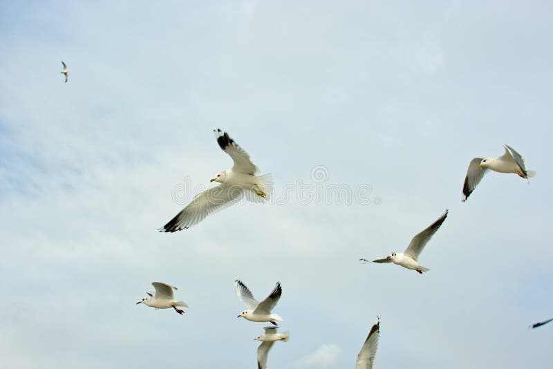 Bird family. stock photo. Image of fauna, calm, neck - 23486888