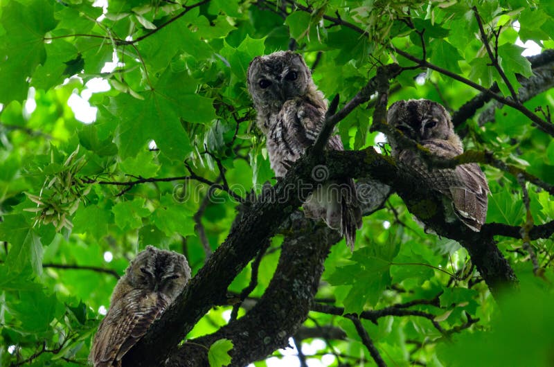 Bird family stock photo. Image of morning, kids, detail - 94767388