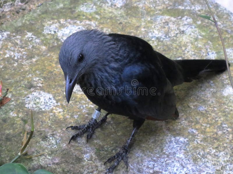 Bird, Fauna, American Crow, Crow Picture. Image: 122700881