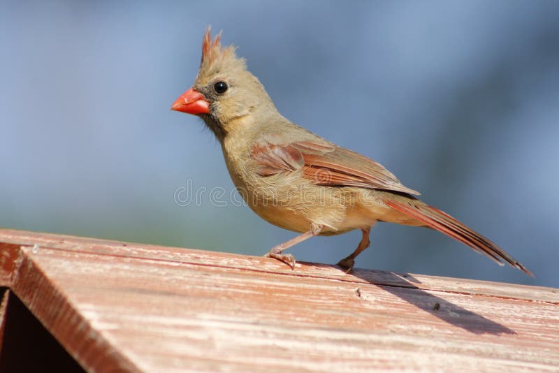 Bird, Fauna, Beak, Cardinal Picture. Image: 114713846