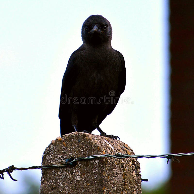 Bird, Fauna, Beak, Crow Picture. Image: 124708677