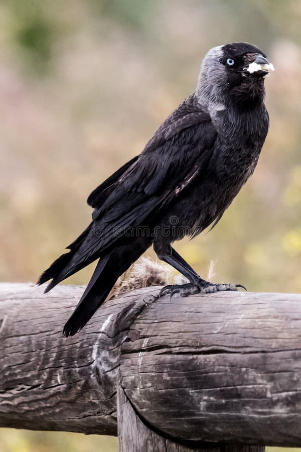 Bird, Fauna, Beak, Crow Like Bird Stock Image - Image of beak, organism ...