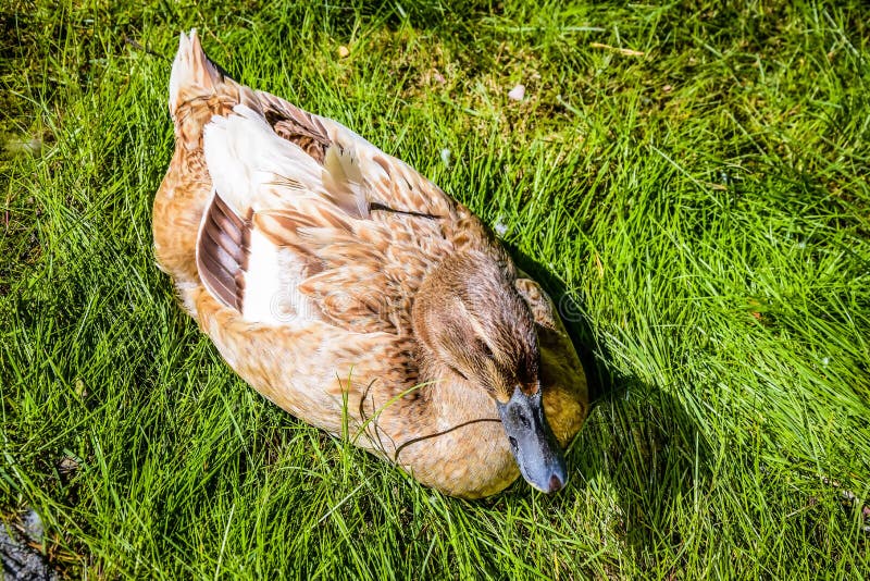 Bird, Fauna, Beak, Duck Picture. Image: 128357319