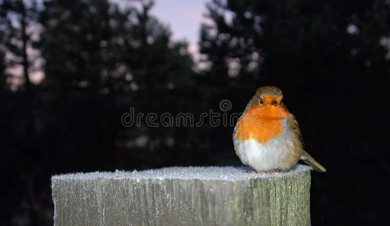 Bird, Fauna, Beak, European Robin Picture. Image: 100253542