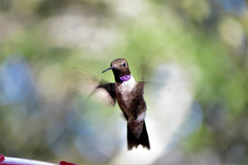 Bird, Fauna, Beak, Hummingbird Stock Image - Image of beak, fauna ...