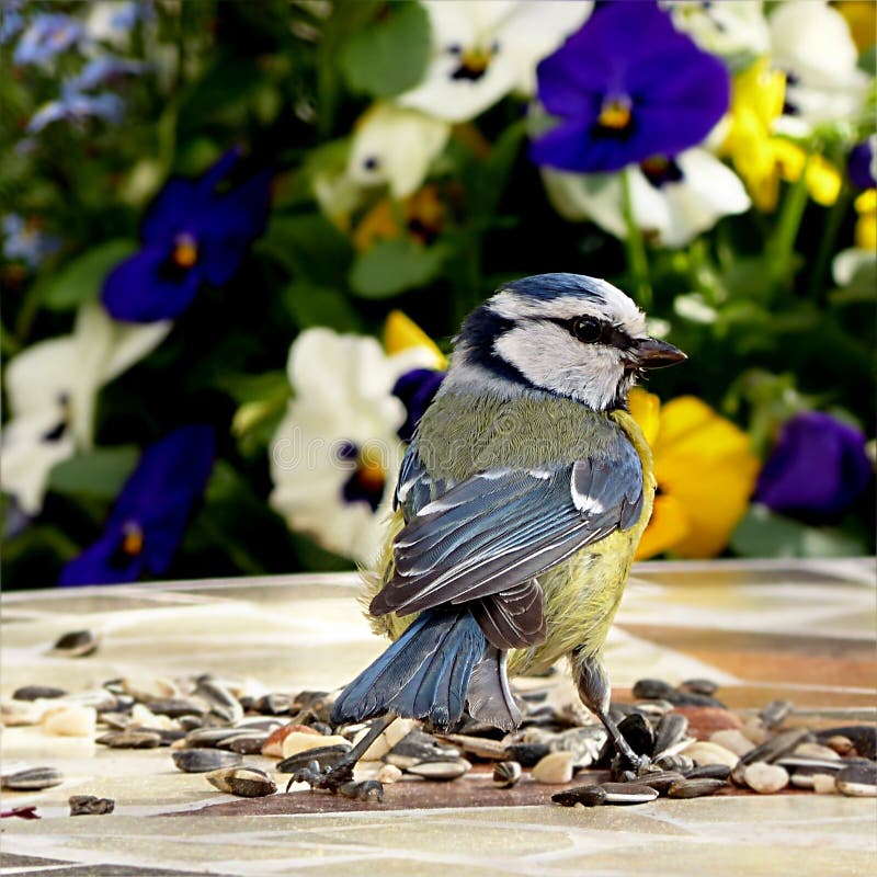 Bird, Fauna, Beak, Jay Picture. Image: 124938818
