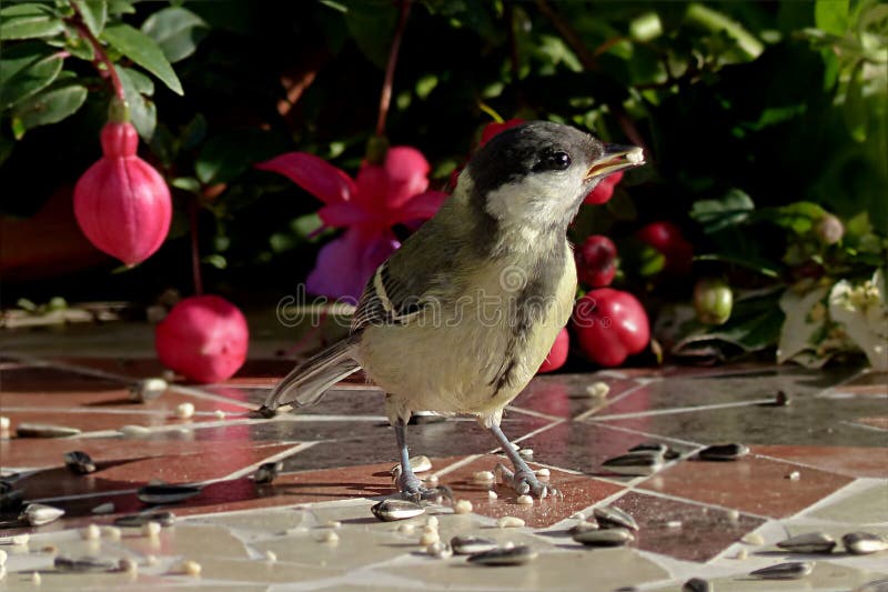 Bird, Fauna, Beak, Nightingale Picture. Image: 100244147