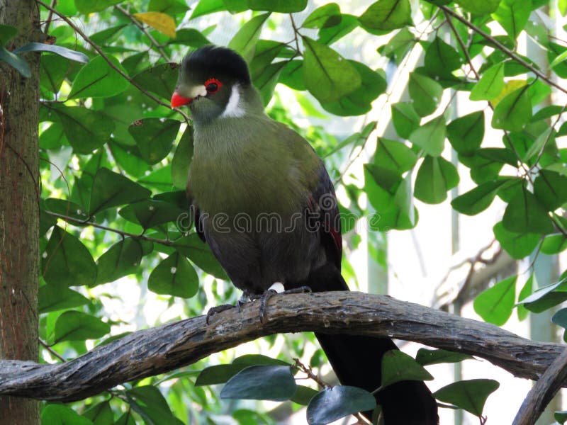 Bird, Fauna, Beak, Tree stock image. Image of fauna - 122701055