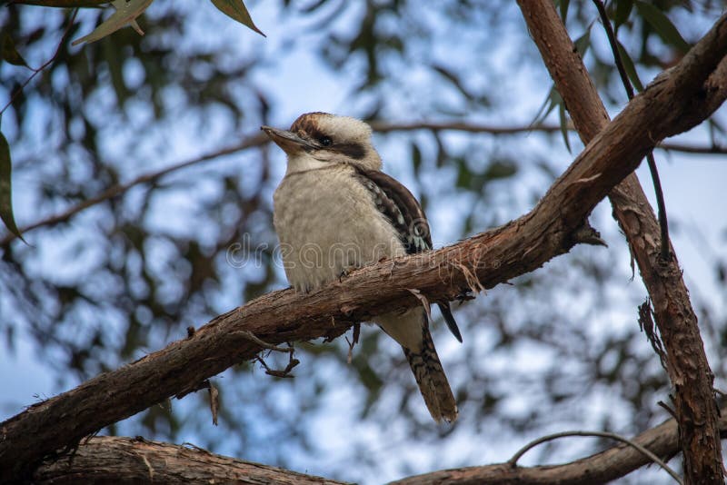 Bird, Fauna, Beak, Tree stock image. Image of branch - 136081391
