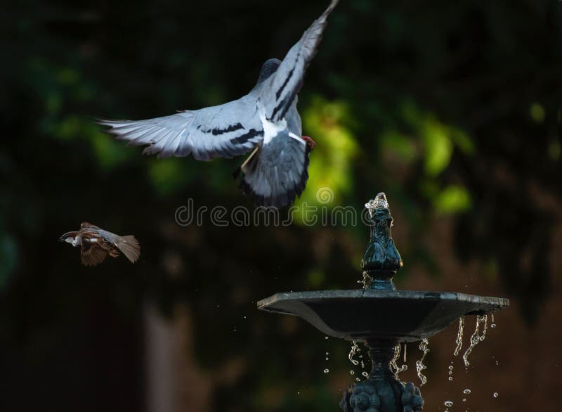 Bird, Fauna, Beak, Wing Picture. Image: 134214117