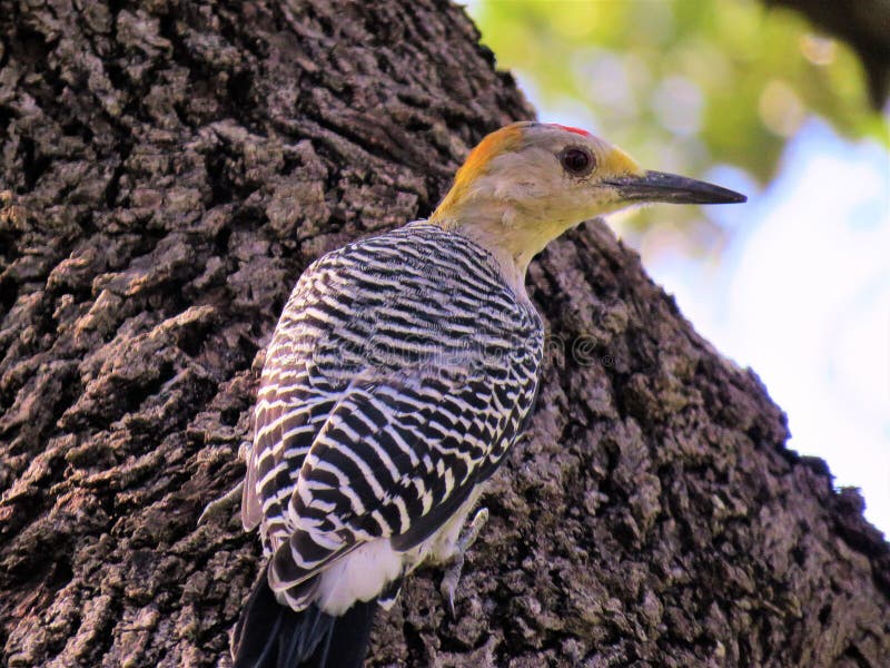 Bird, Fauna, Beak, Woodpecker Stock Photo - Image of feather, beak ...