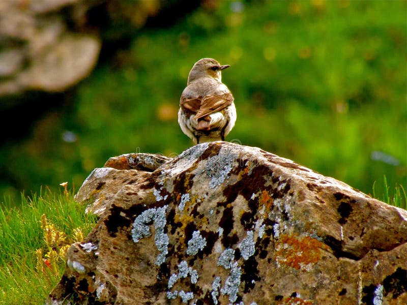 Bird, Fauna, Ecosystem, Beak Stock Image - Image of wildlife, sparrow ...