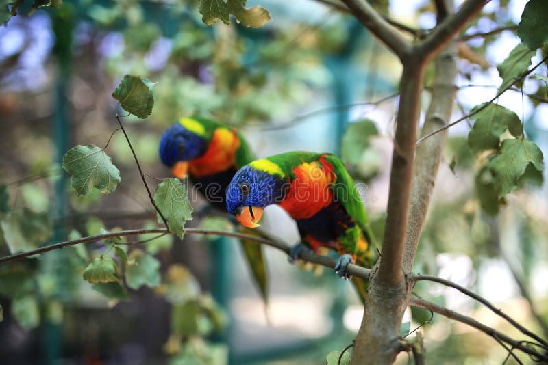 Bird, Fauna, Parrot, Beak stock photo. Image of parakeet - 113241772