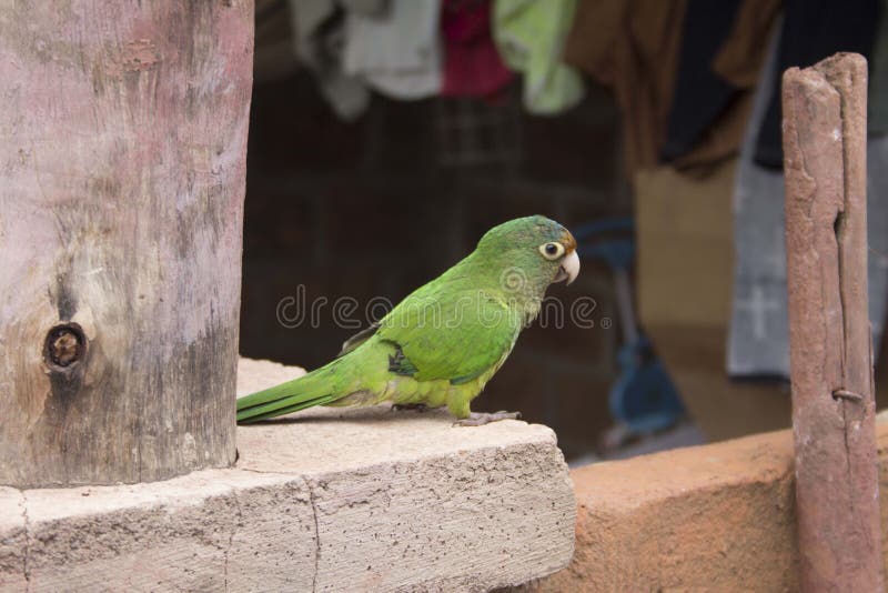 Bird, Fauna, Parrot, Parakeet Picture. Image: 134104270