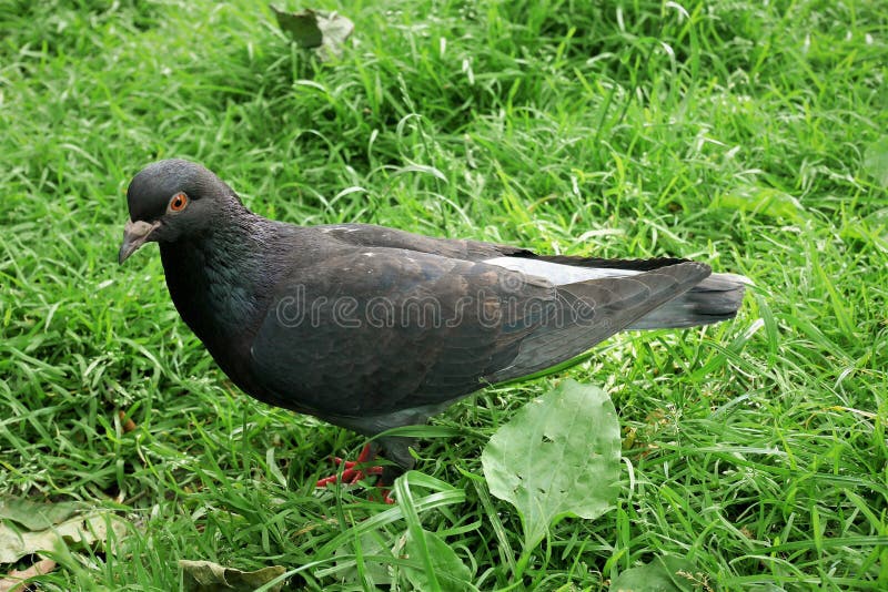 Bird, Fauna, Stock Dove, Beak Picture. Image: 120653682
