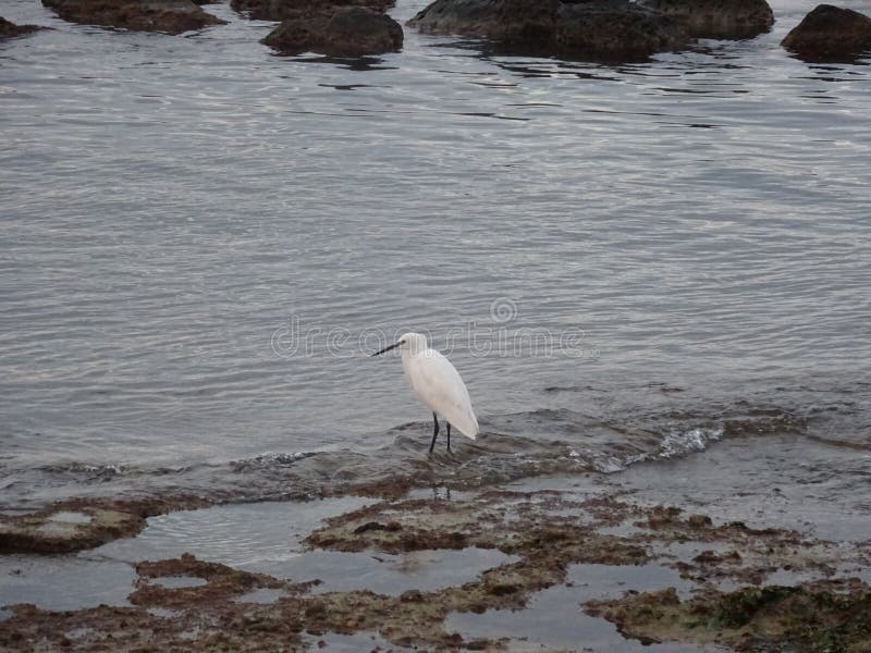 Bird, Fauna, Water, Beak stock image. Image of beak - 112121549