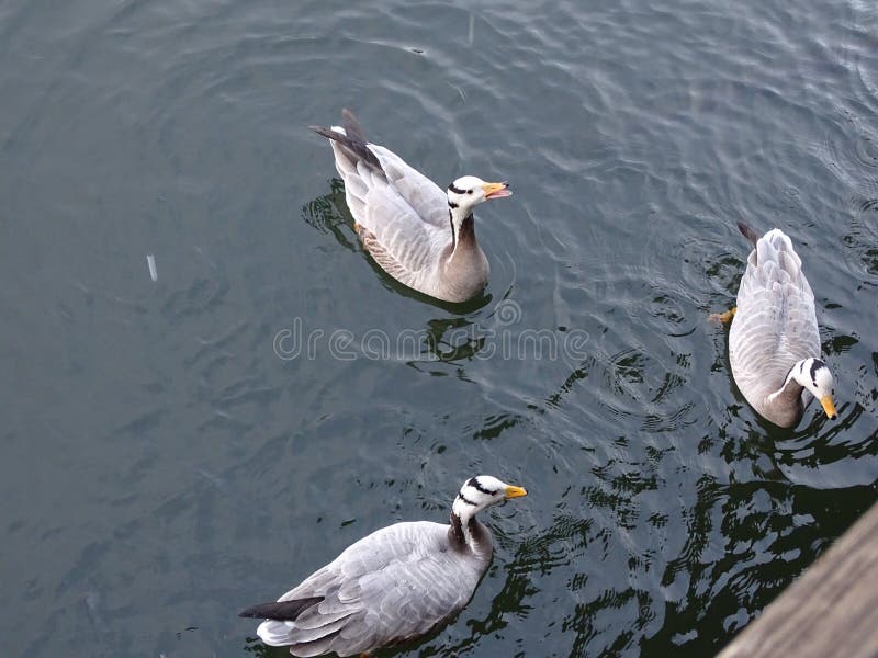 Bird, Fauna, Water Bird, Seabird Picture. Image: 113241235