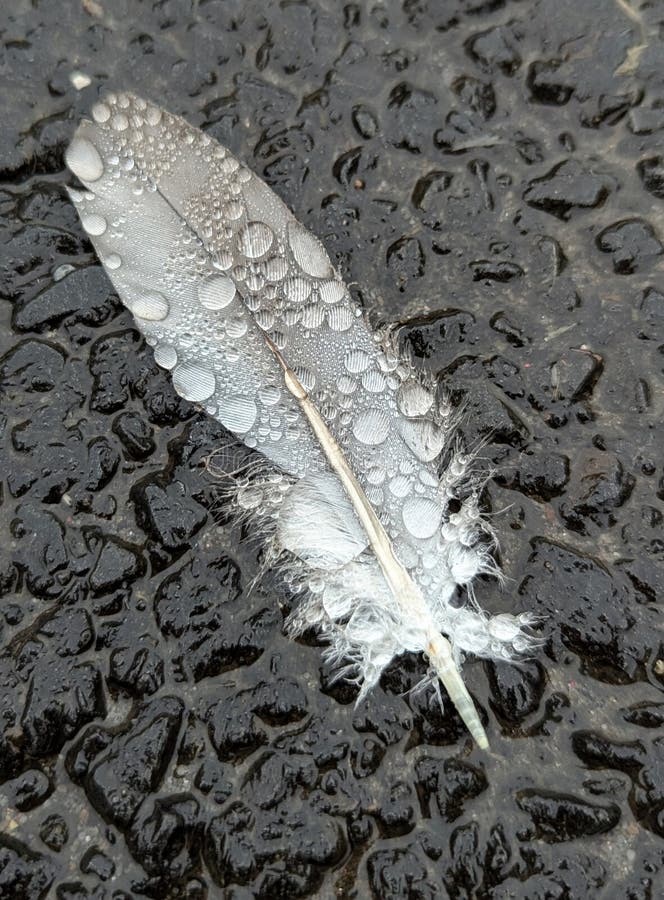 Bird Feather, Asphalt, Drops, Rain Stock Photo - Image of rain, bird ...