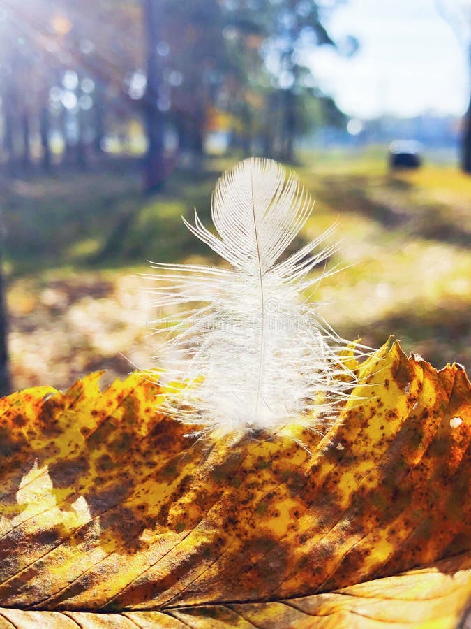 Bird feather in autumn stock photo. Image of autumn - 205050938