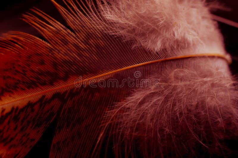 Bird Feather, Background or Teksture Stock Photo - Image of nature ...