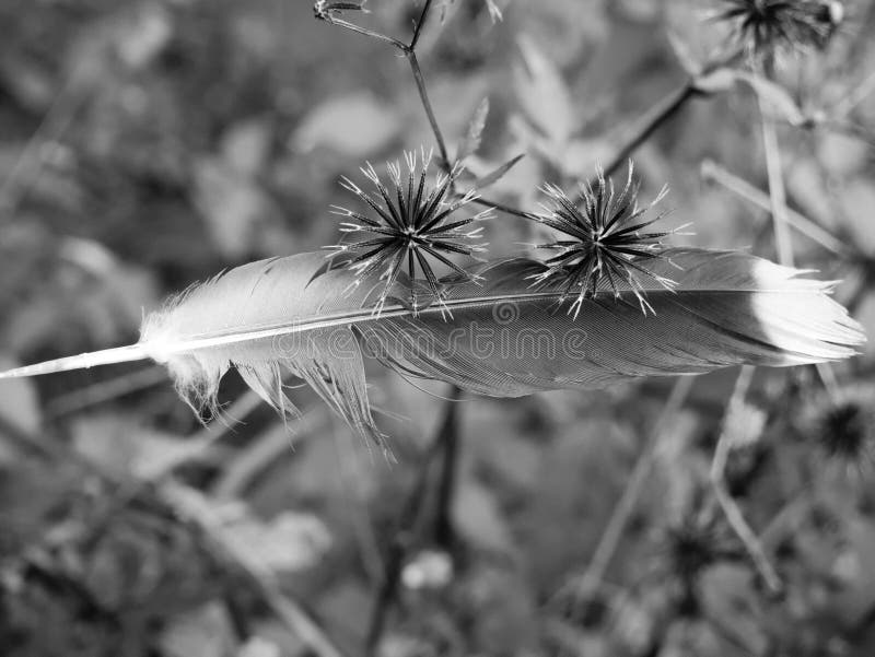 Bird Feather Blown by the Wind Stock Photo - Image of twig, black ...