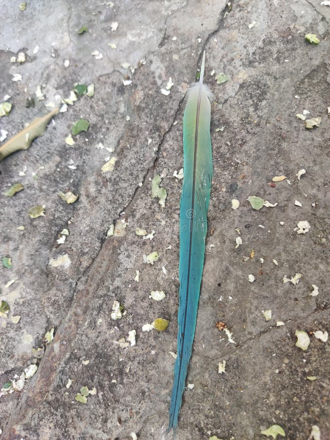 Bird Feather Blue Colour Floor Ground Stock Photo - Image of amphibian ...