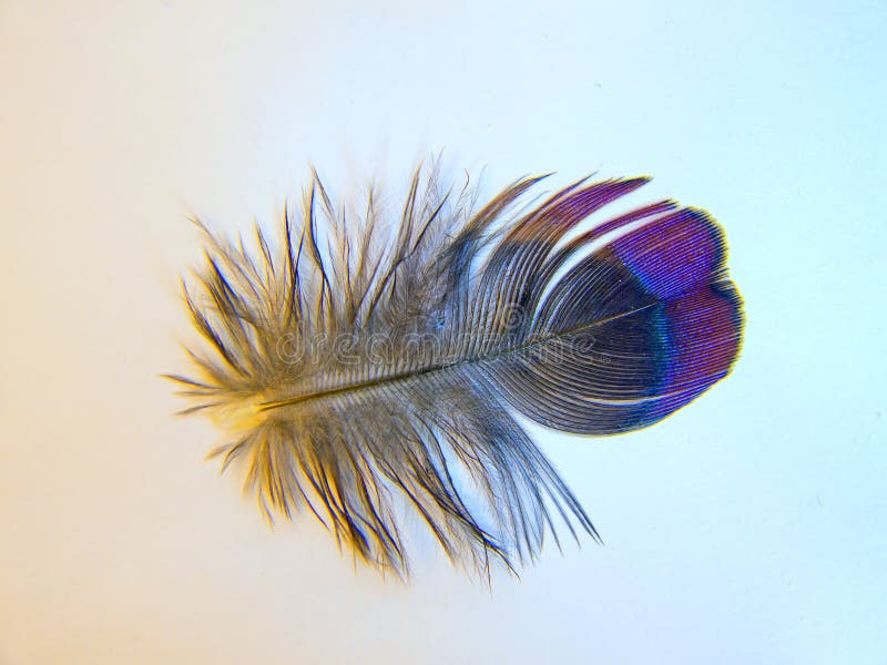 Feather in the sky stock illustration. Illustration of texture - 2671587