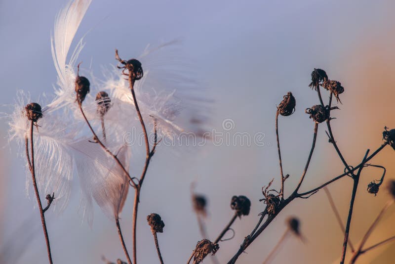 Bird Feather on the Grass, Landscape, in the Wind, Background, Autumn ...